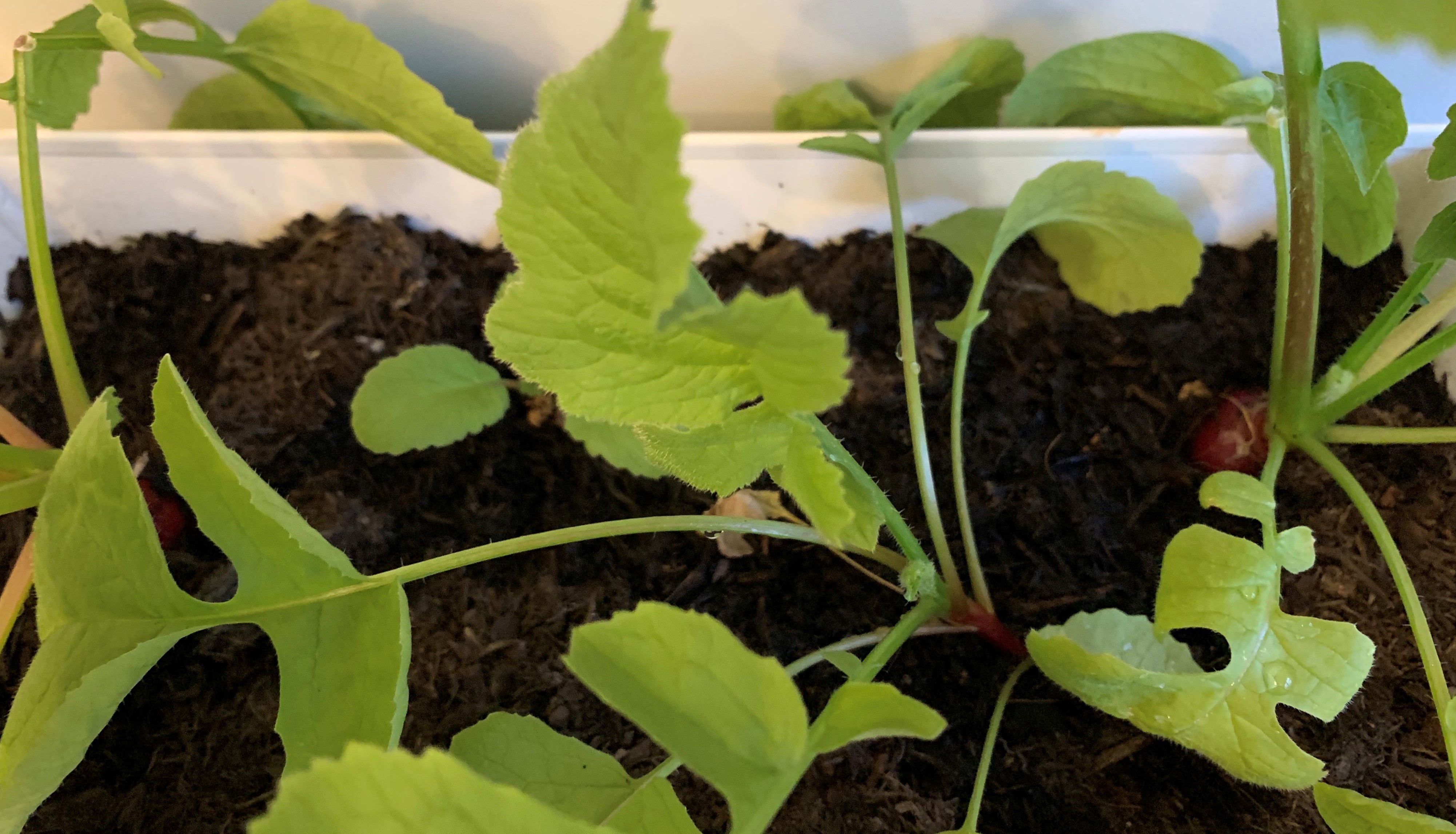 Seedlings everywhere – Green thumbed swede