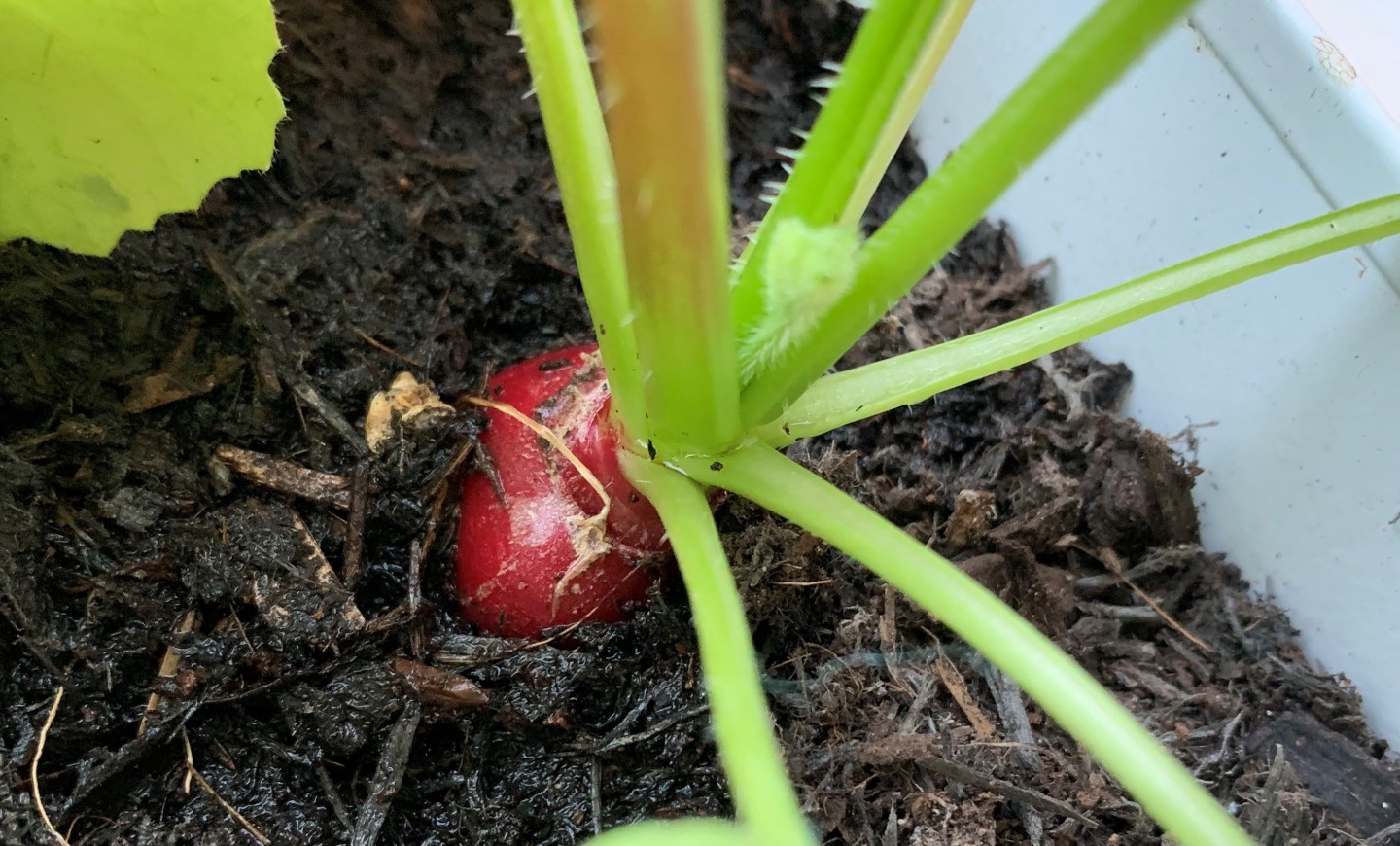 Seedlings everywhere – Green thumbed swede