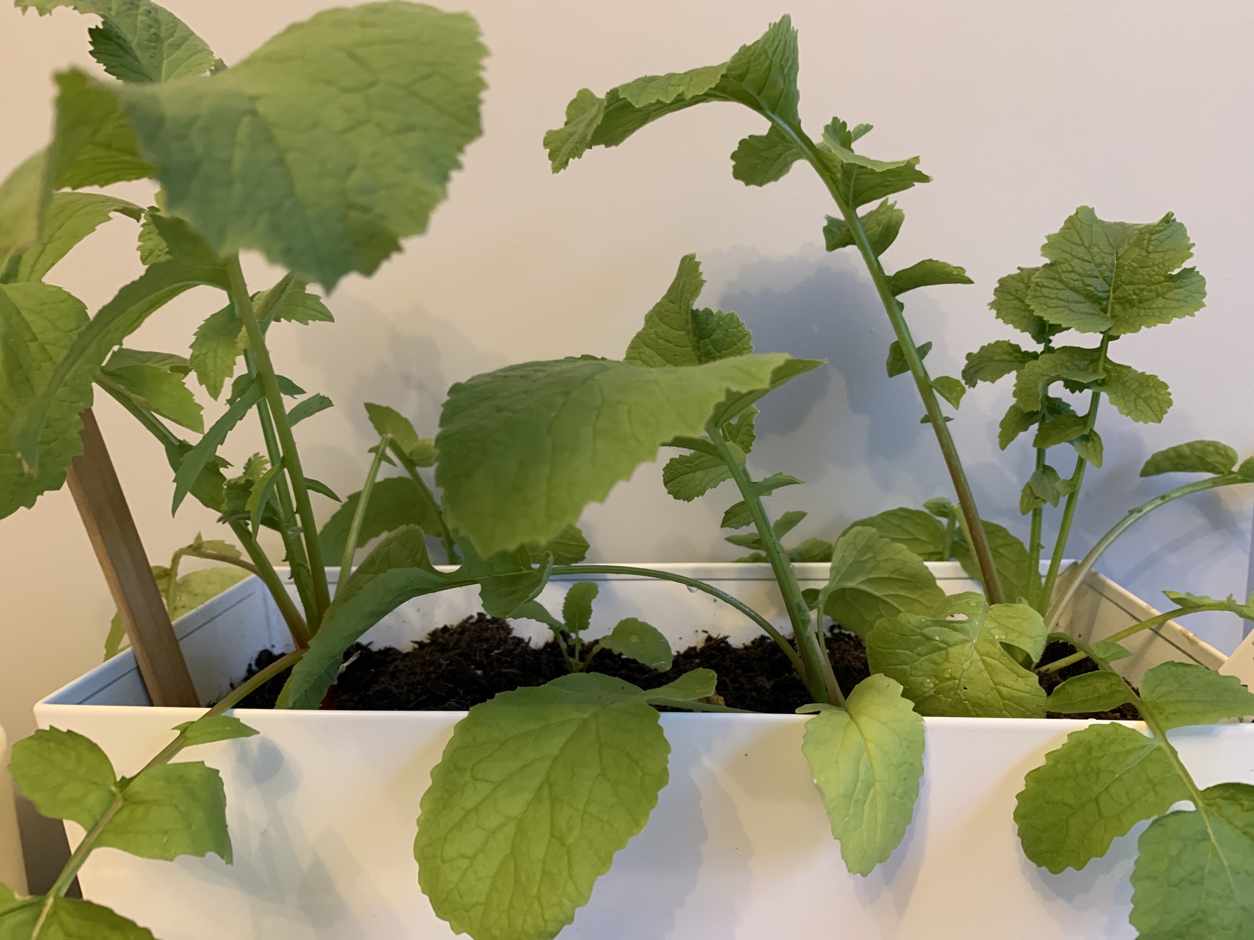 Seedlings everywhere – Green thumbed swede