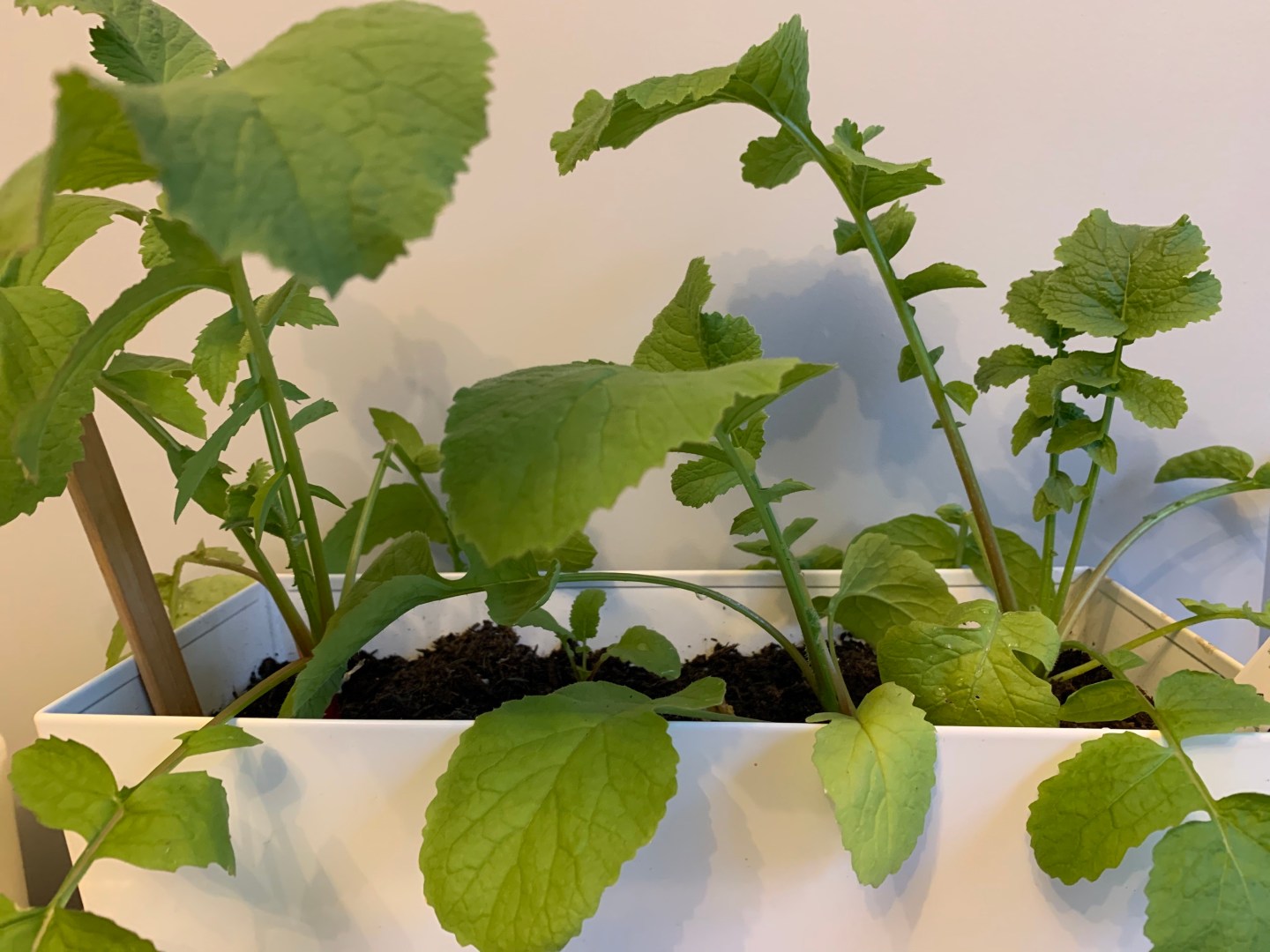 Seedlings everywhere – Green thumbed swede